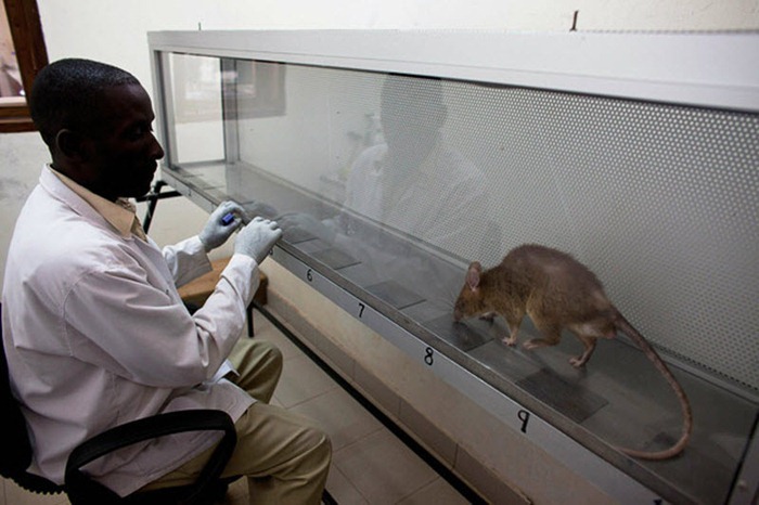 Sniffer Rats Detect Landmines and Tuberculosis in Mozambique | Amusing ...